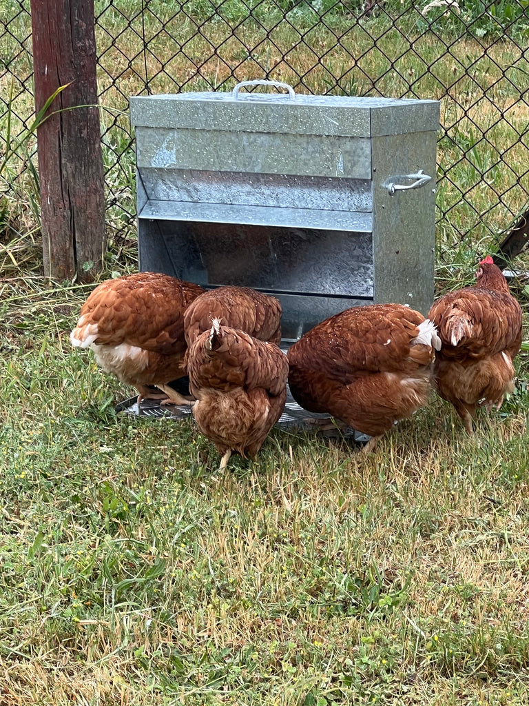 Feed Boss Chicken Feeder – SuperScooper